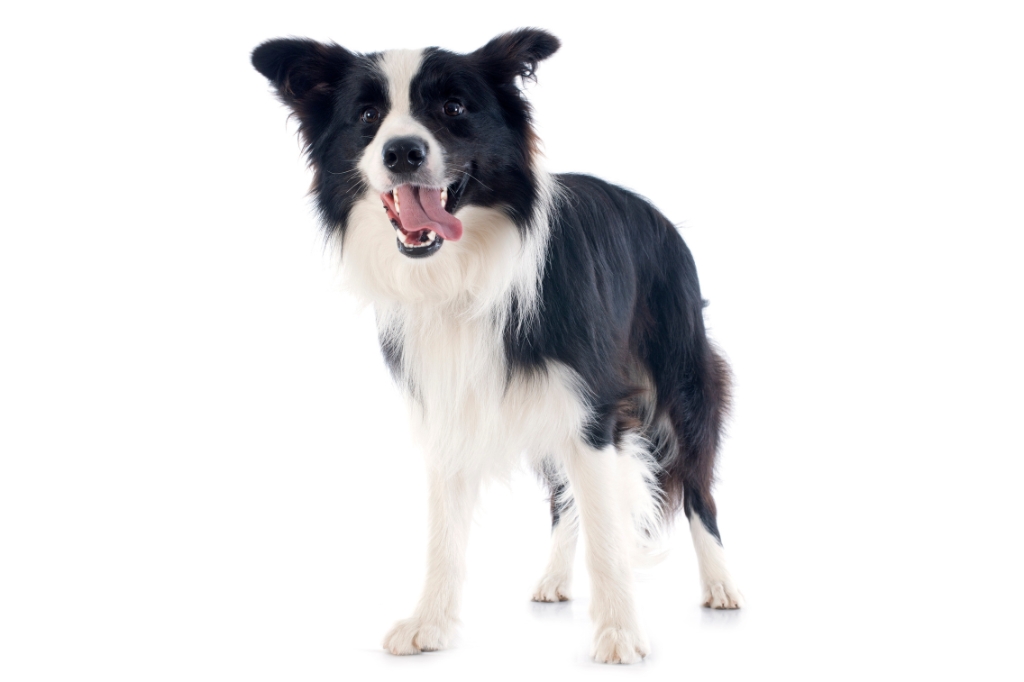 Granule pro border kolii - Lyopet